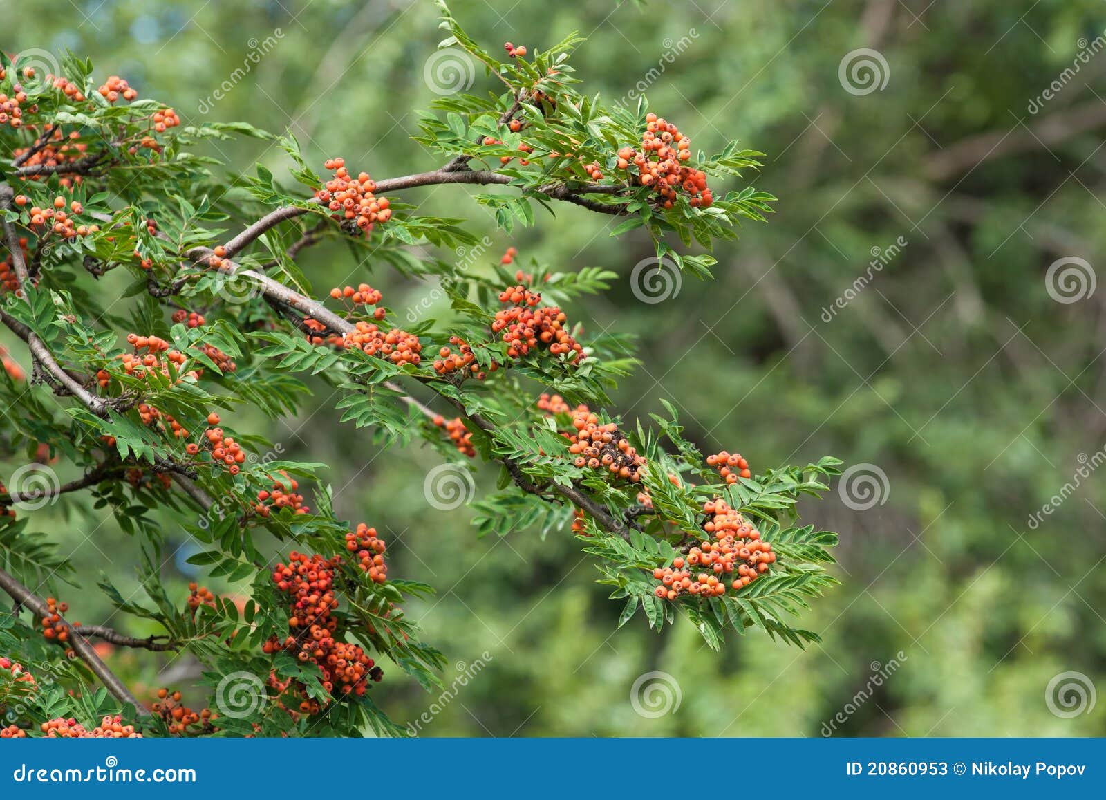 Rowanberry stock image. Image of orange, stems, nature - 20860953