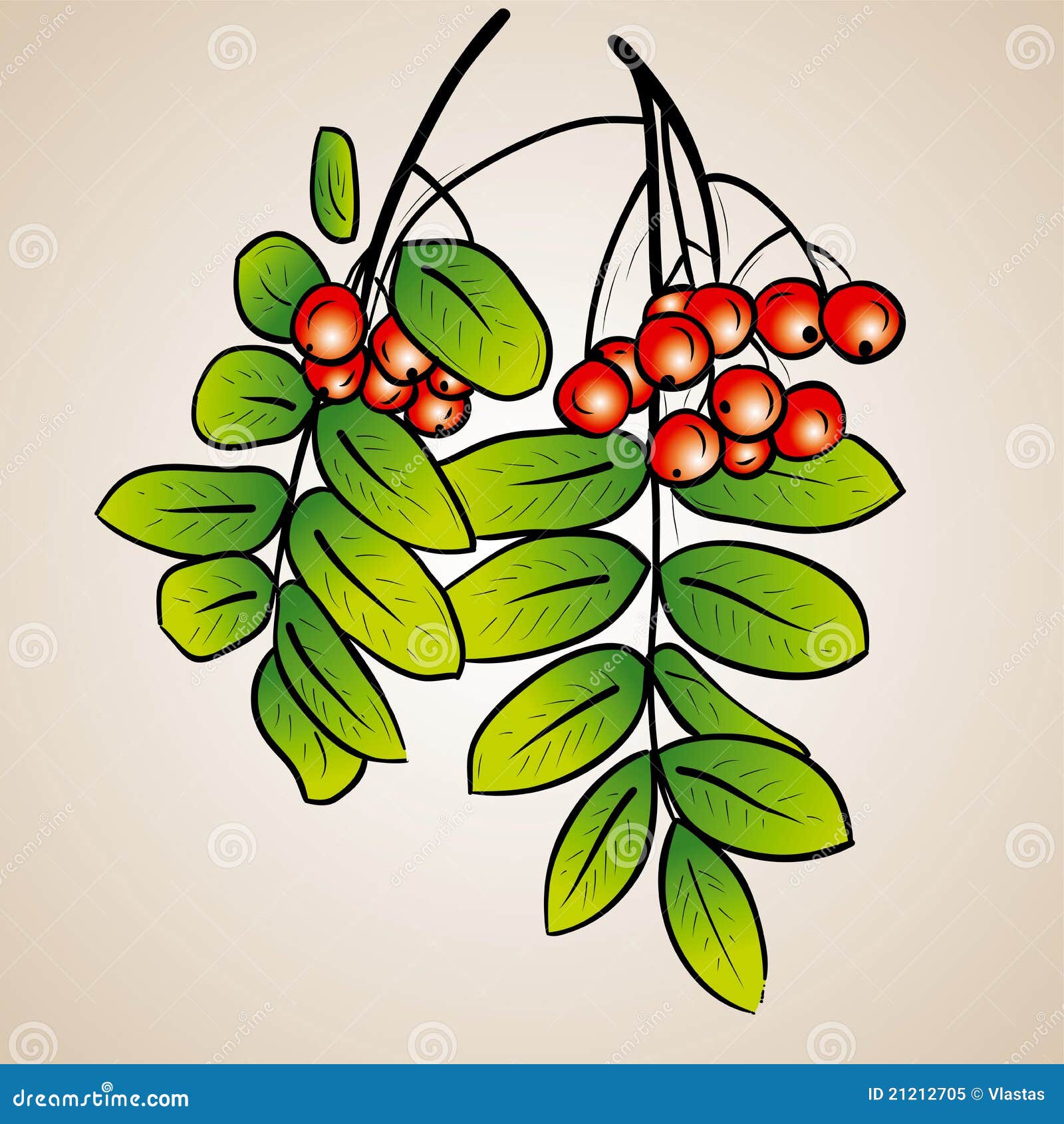 Rowanberry stock vector. Illustration of leaf, floral - 21212705