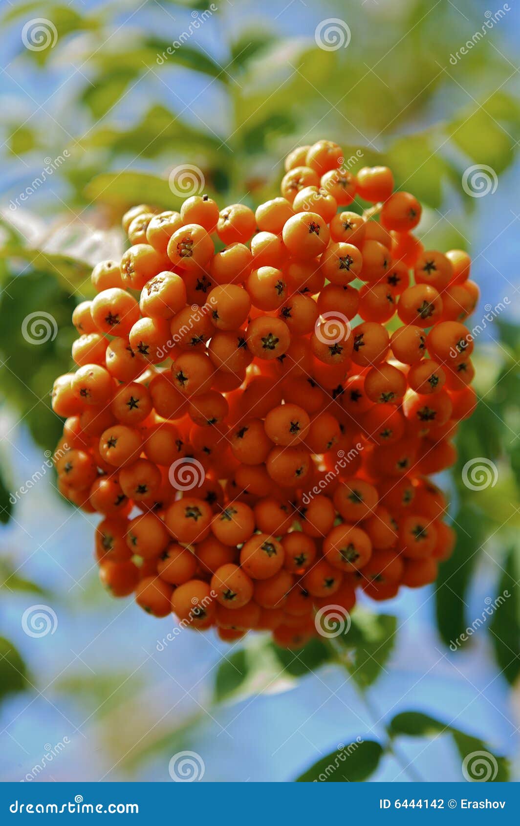 Rowanberry stock photo. Image of berries, botany, rowan - 6444142