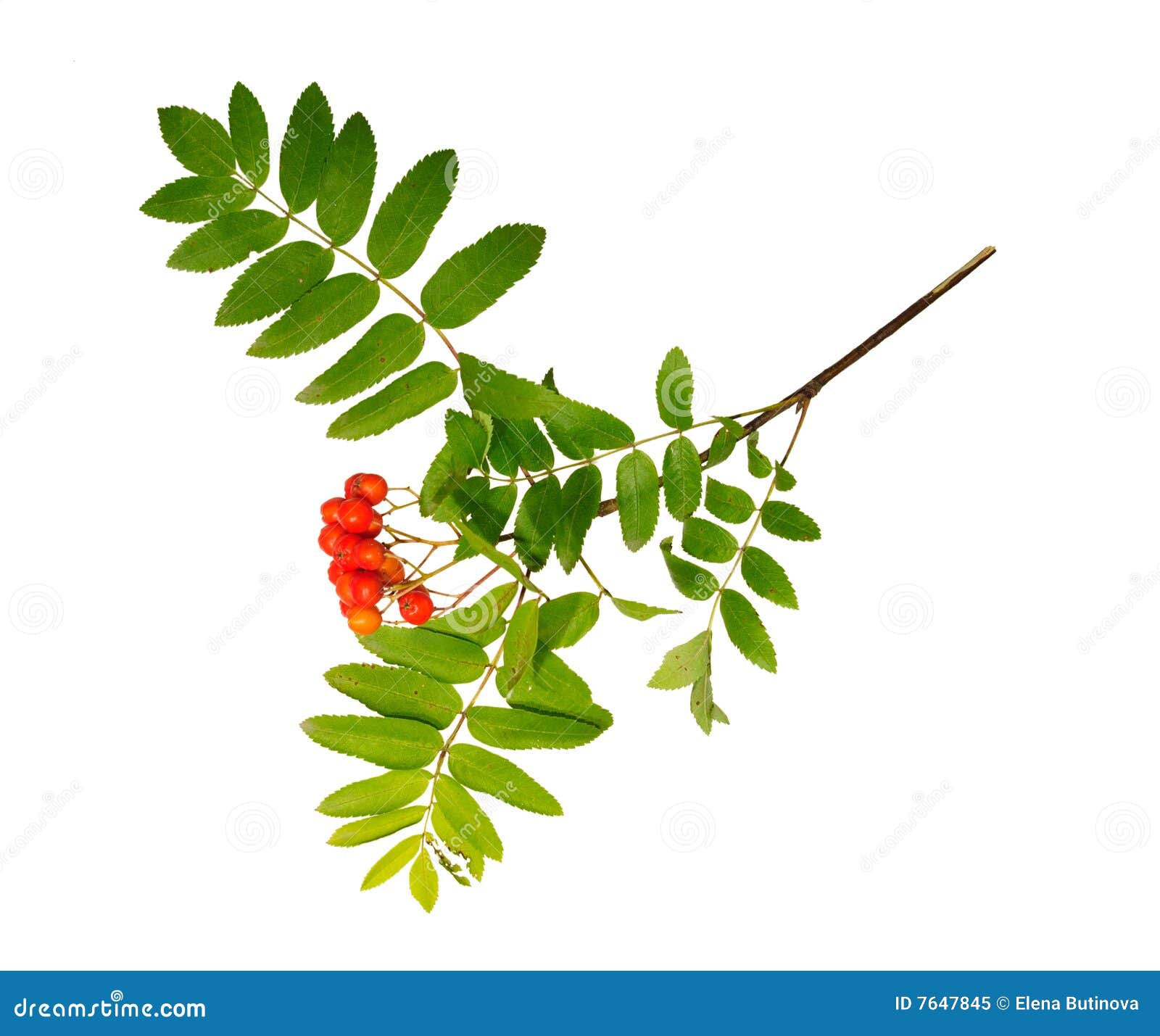 Rowanberry stock image. Image of leaves, autumn, leaf - 7647845