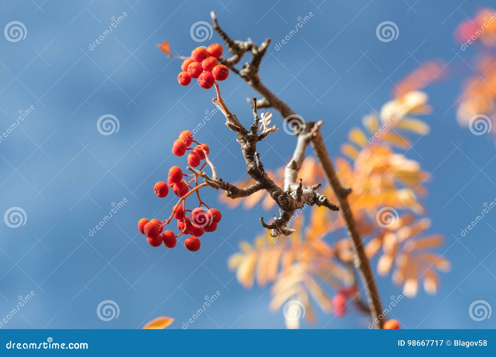 Rowanberry background stock image. Image of nature, beautiful - 98667717