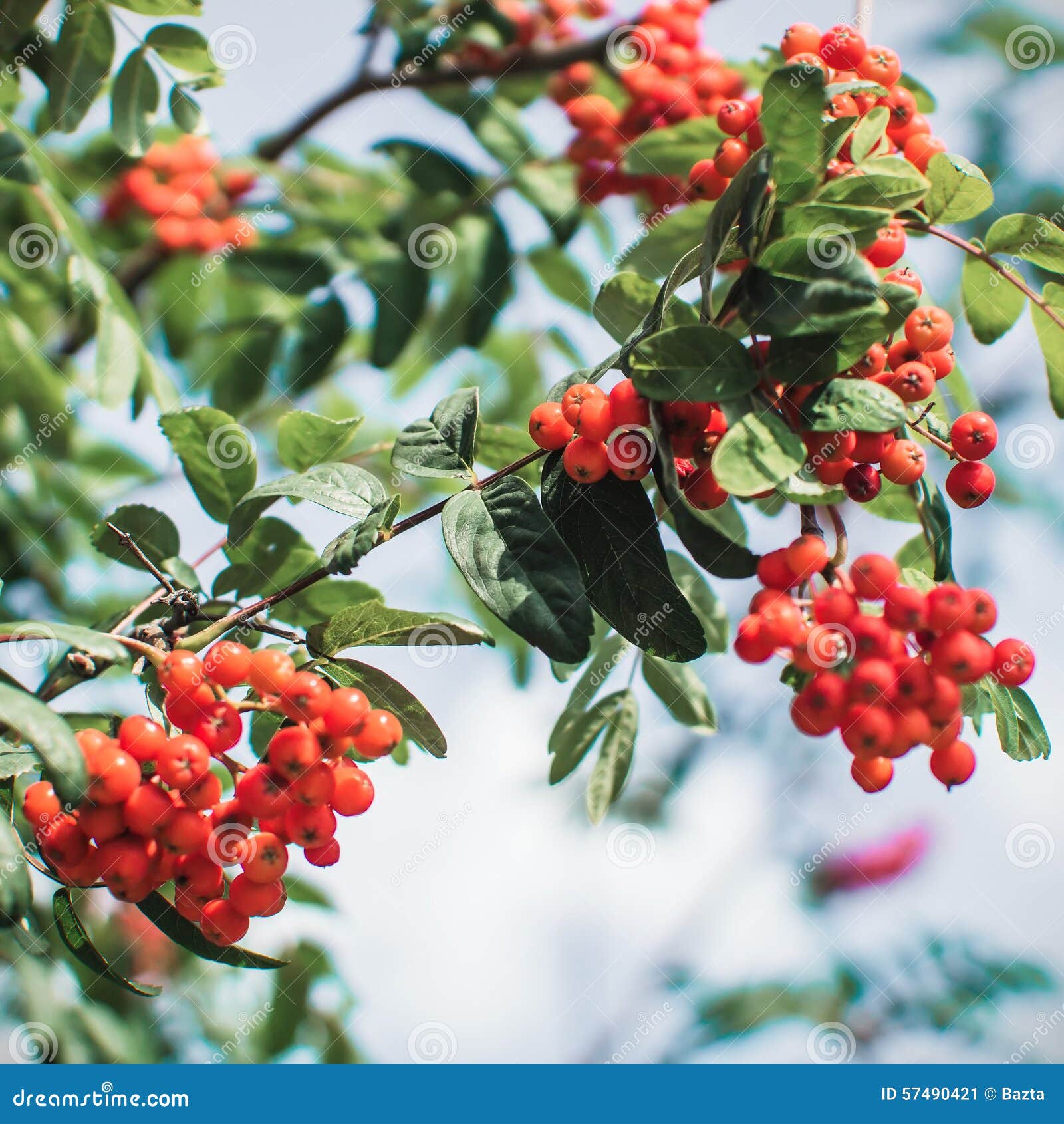 Rowanberry Branches Close View Stock Image - Image of autumn, branch ...