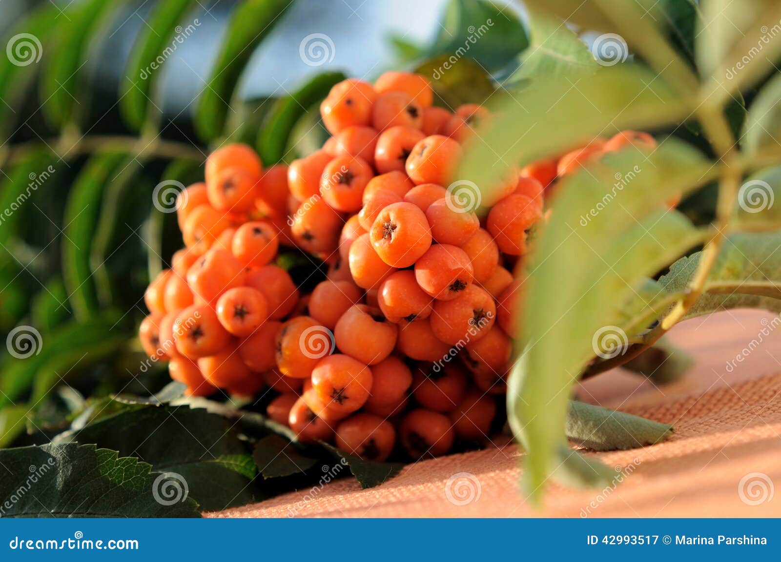Rowanberry stock image. Image of orange, branch, people - 42993517