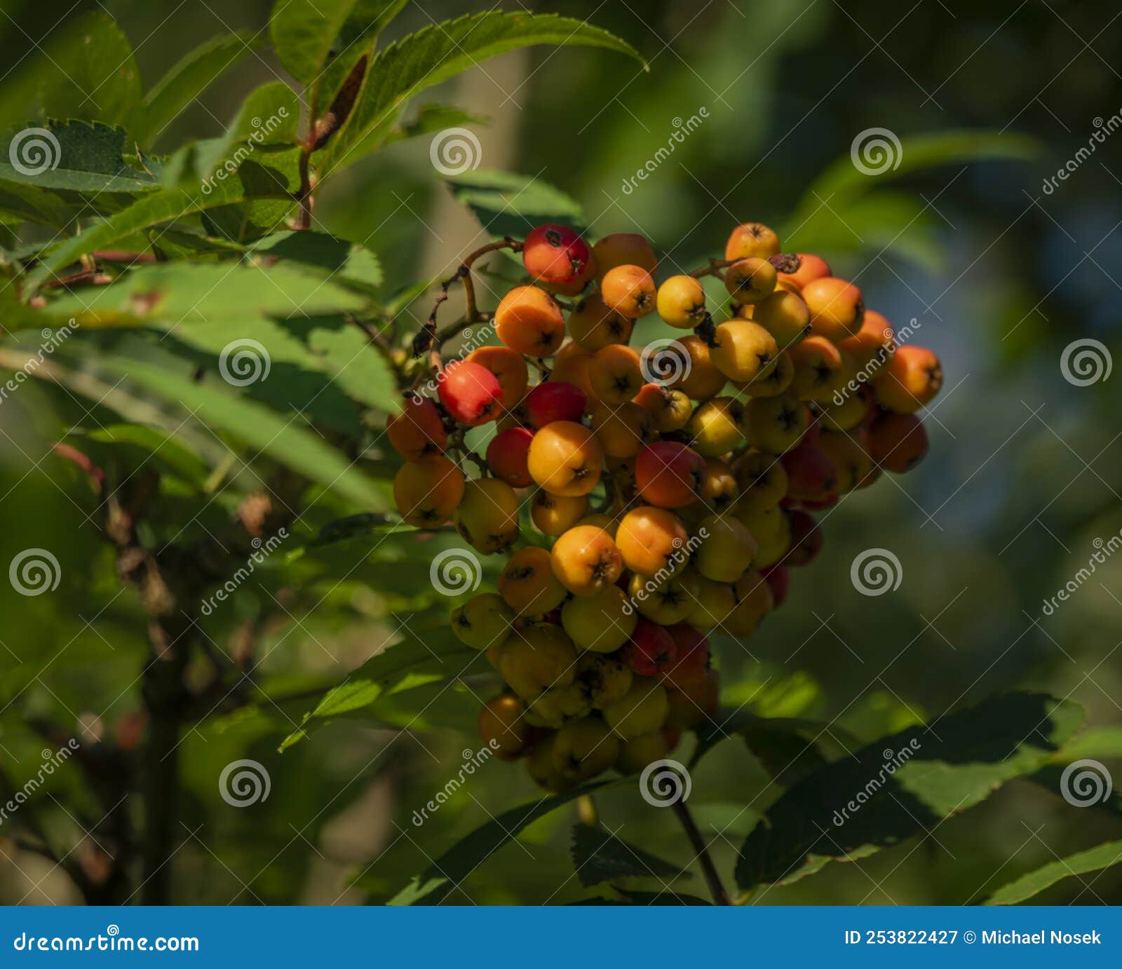 Rowanberry Fruit on Summer Tree with Green Leafs Stock Image - Image of ...