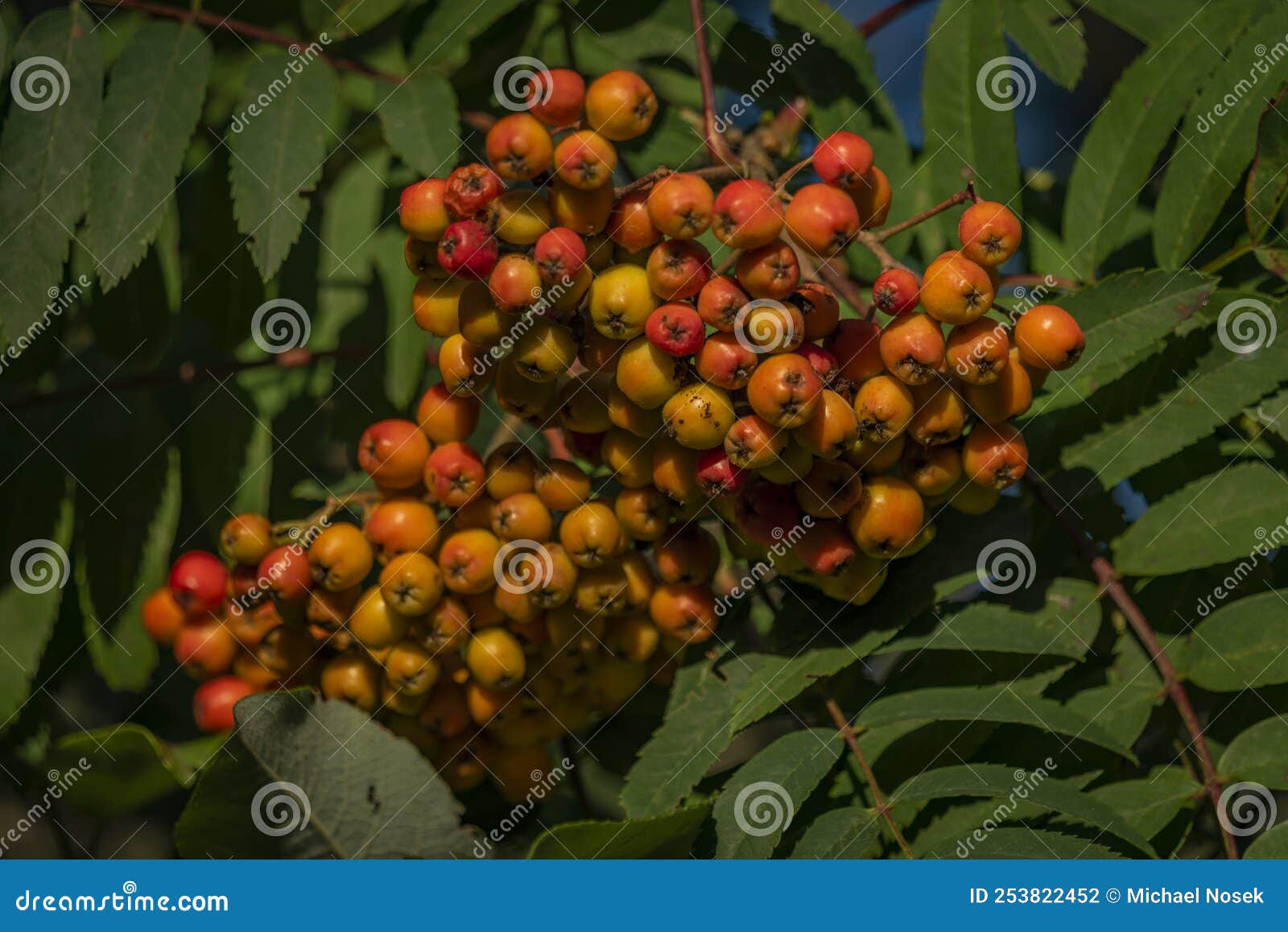 Rowanberry Fruit on Summer Tree with Green Leafs Stock Photo - Image of ...