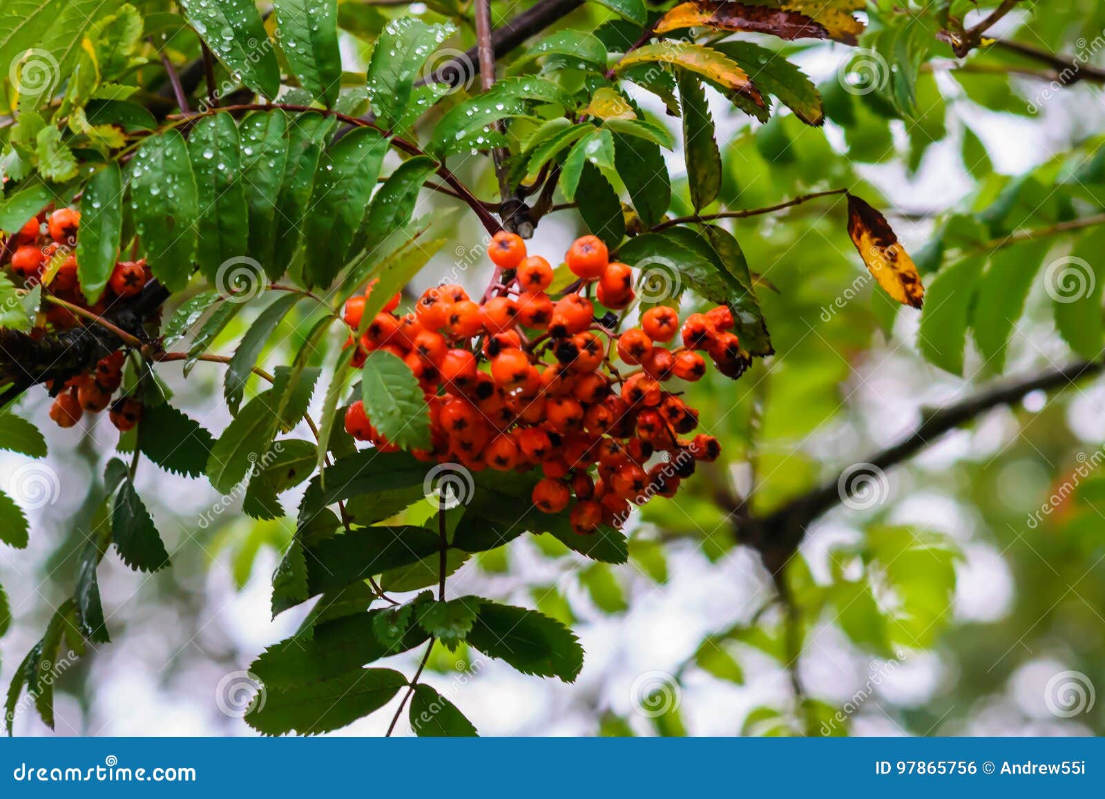 Rowanberry Fruits Hangs on the Tree. Stock Photo - Image of rowanberry ...