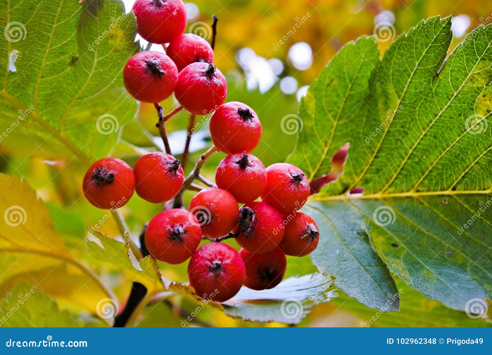 Rowanberry stock photo. Image of detail, berry, fall - 102962348