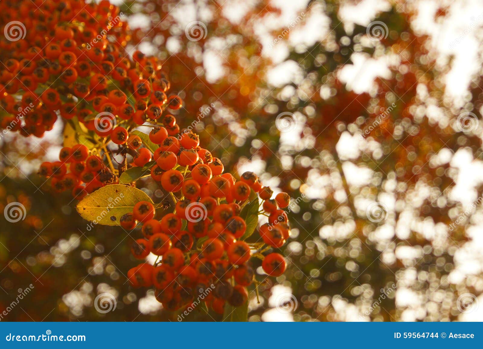 Rowanberry stock photo. Image of tree, fruit, detail - 59564744