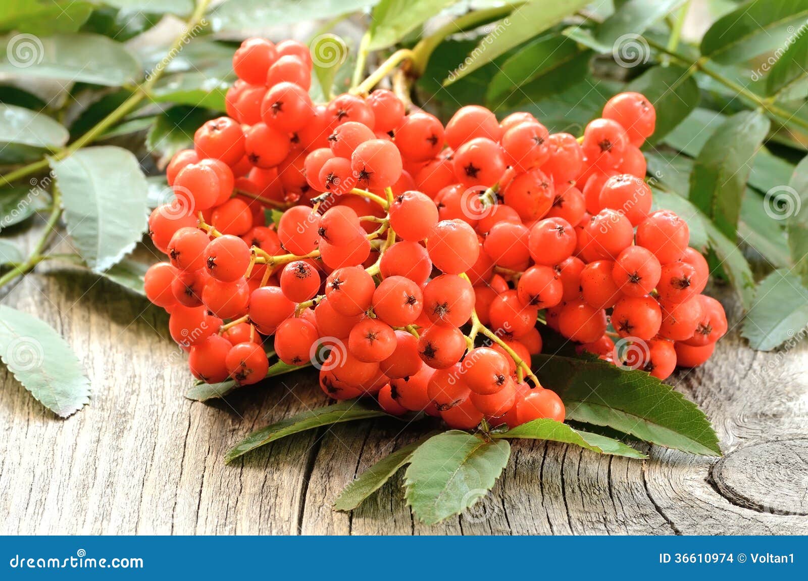 Rowanberry on table stock photo. Image of organic, nature - 36610974