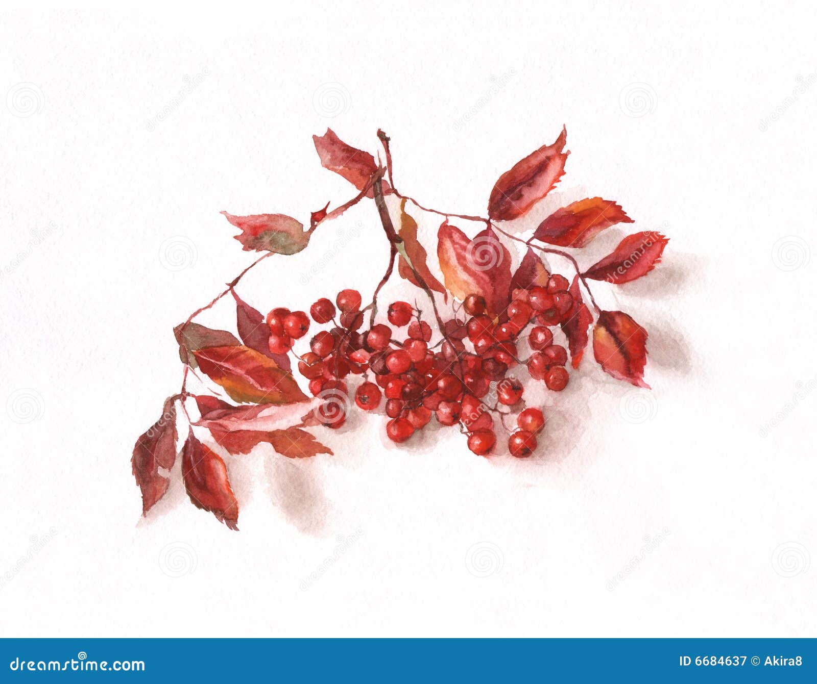 Rowanberry Watercolor Painting Stock Illustration - Illustration of ...