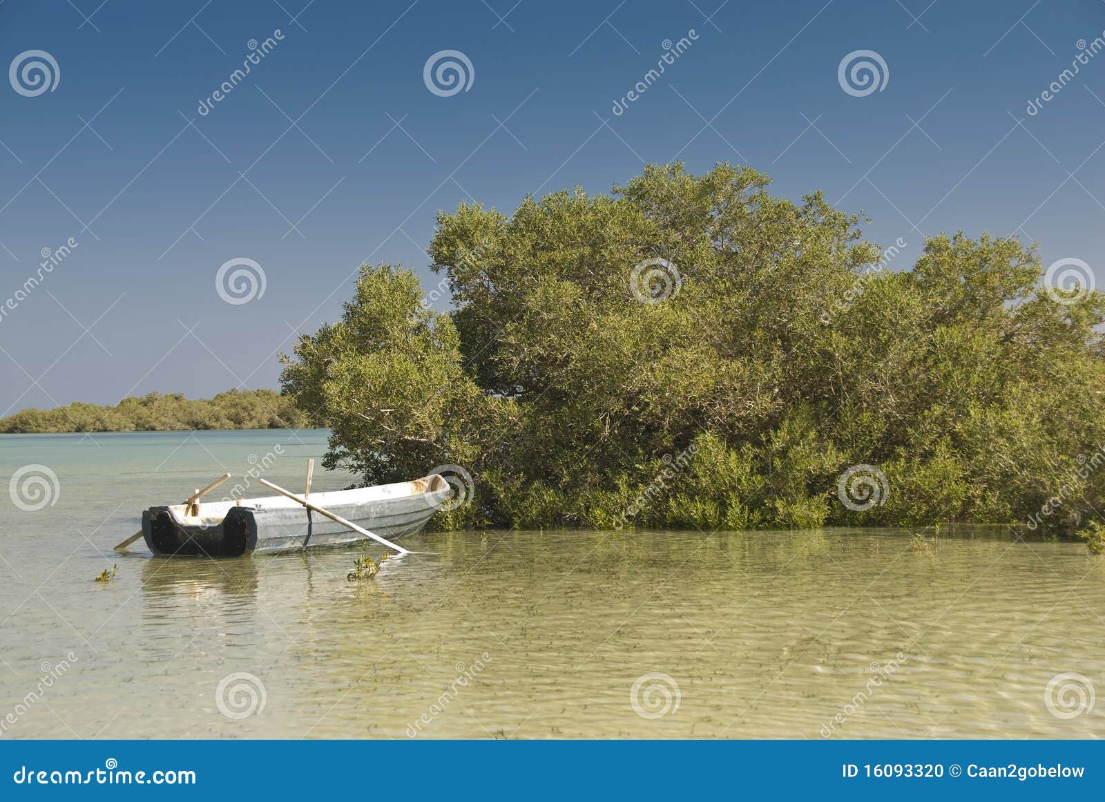 Rowing Boat Next To Mangrove Trees. Stock Photo - Image of seascape ...
