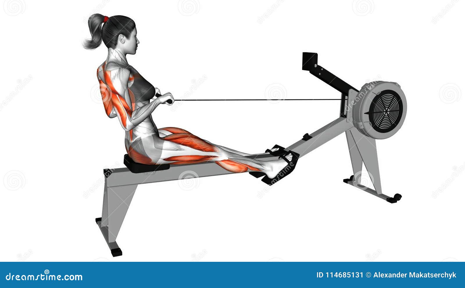 Rowing Machine Muscles Rowing Machine Muscles