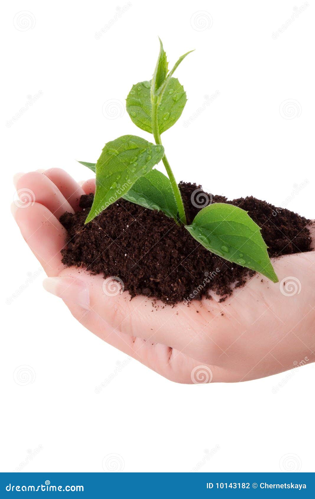 Rowing Green Plant in a Hand Stock Photo - Image of growth, organic ...