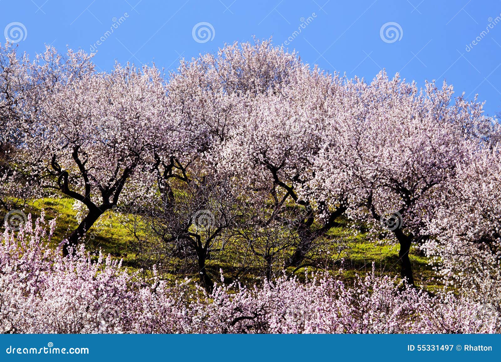 Rows of Almonds stock image. Image of andalusia, country - 55331497