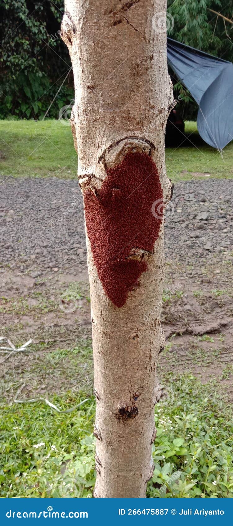 Rows of Ants Waiting for Their Queen at the Tree Trunk Stock Image ...