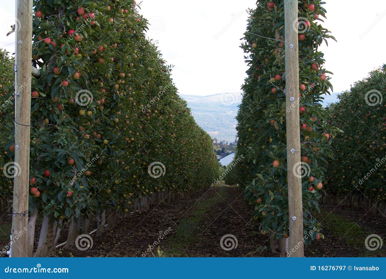 Rows of apple trees stock image. Image of green, fresh - 16276797