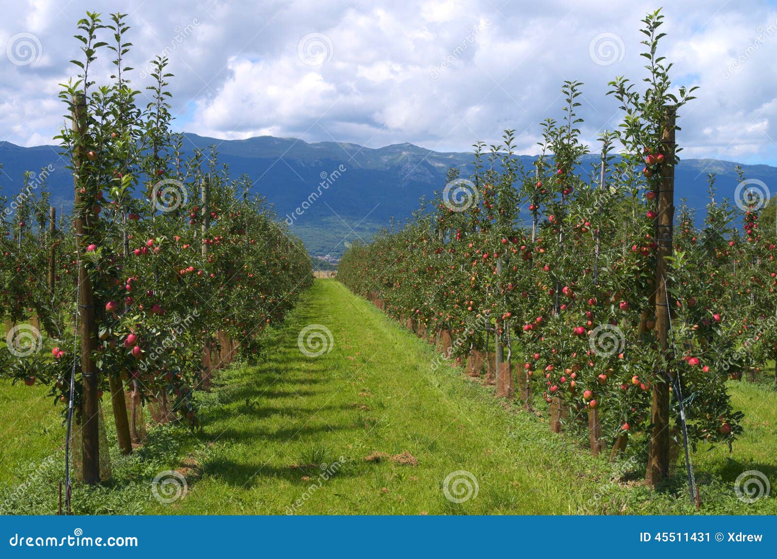Rows of apple trees stock image. Image of garden, geneva - 45511431