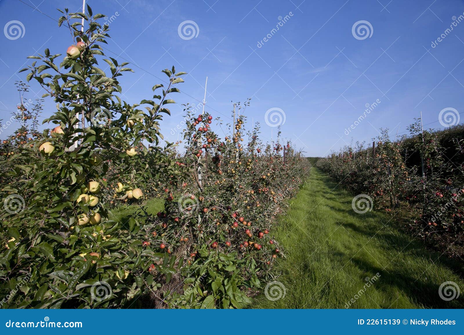 Rows of Apple Trees in an Orchard Stock Image - Image of harvest ...
