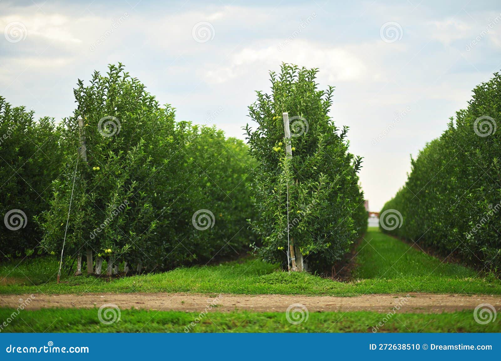 Rows of Apple Trees in an Apple Orchard on a Background of Green Grass ...