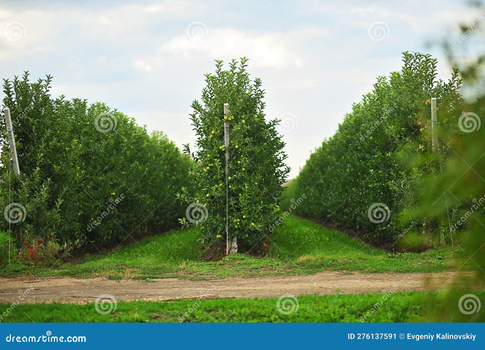Rows of Apple Trees in an Apple Orchard on a Background of Green Grass ...