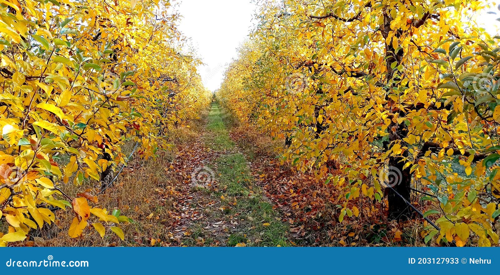 Panorama Image of Rows of Apple Trees in an Orchard after Harvesting ...