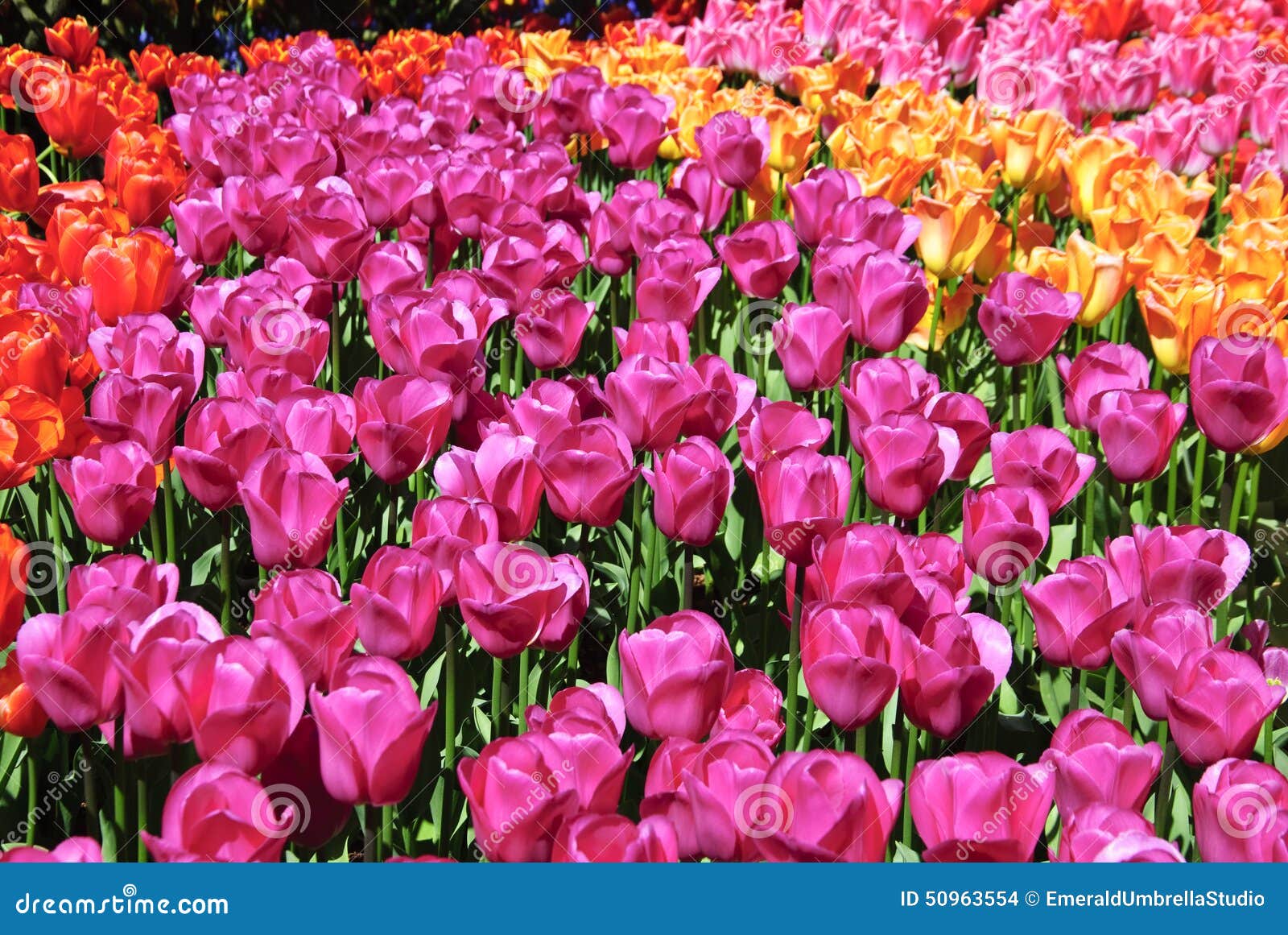 Rows of Assorted Tulips Growing in a Garden Stock Photo - Image of ...