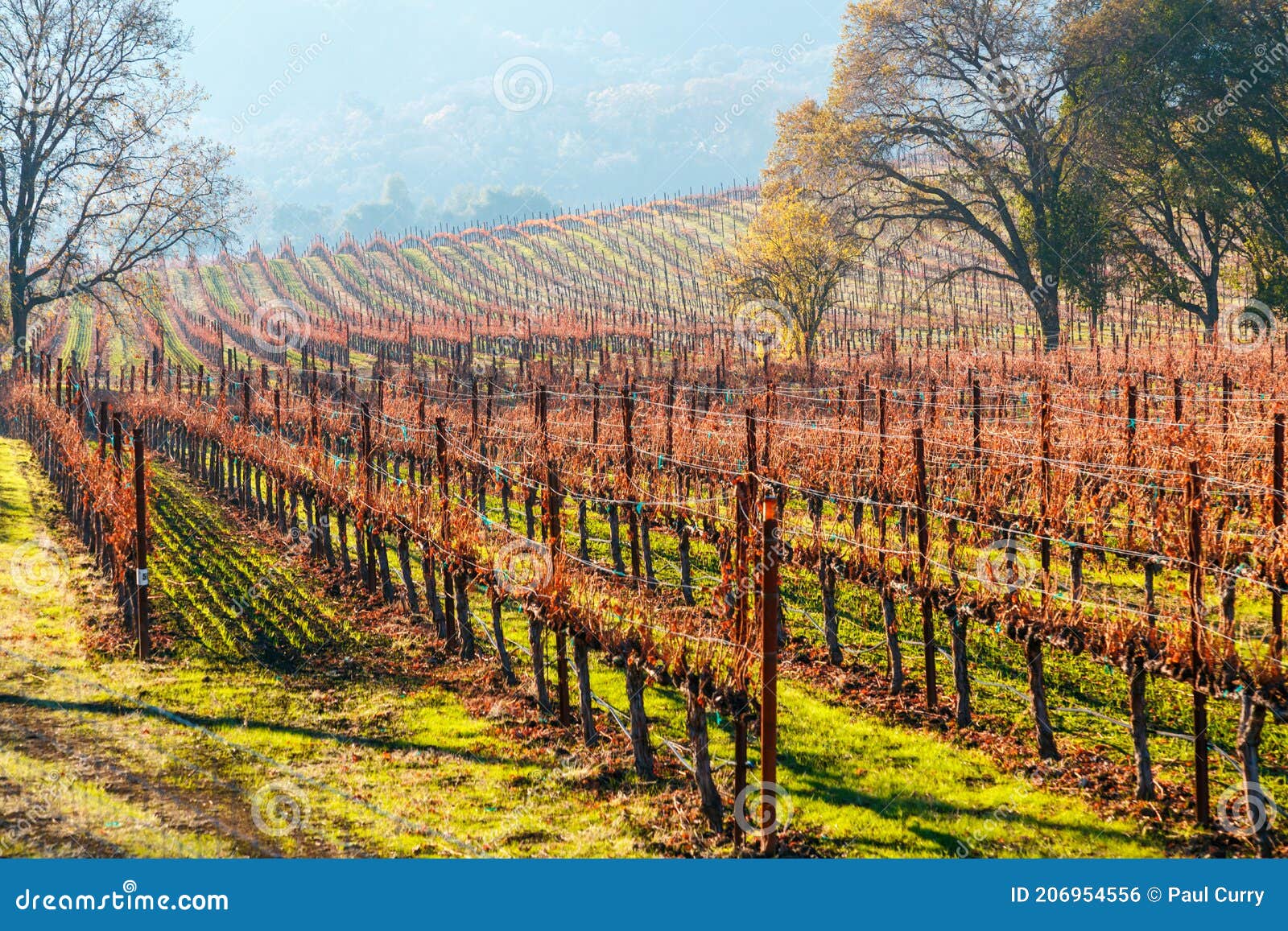 Rows of Autumn Grapevines on Hillside Stock Photo - Image of colours ...
