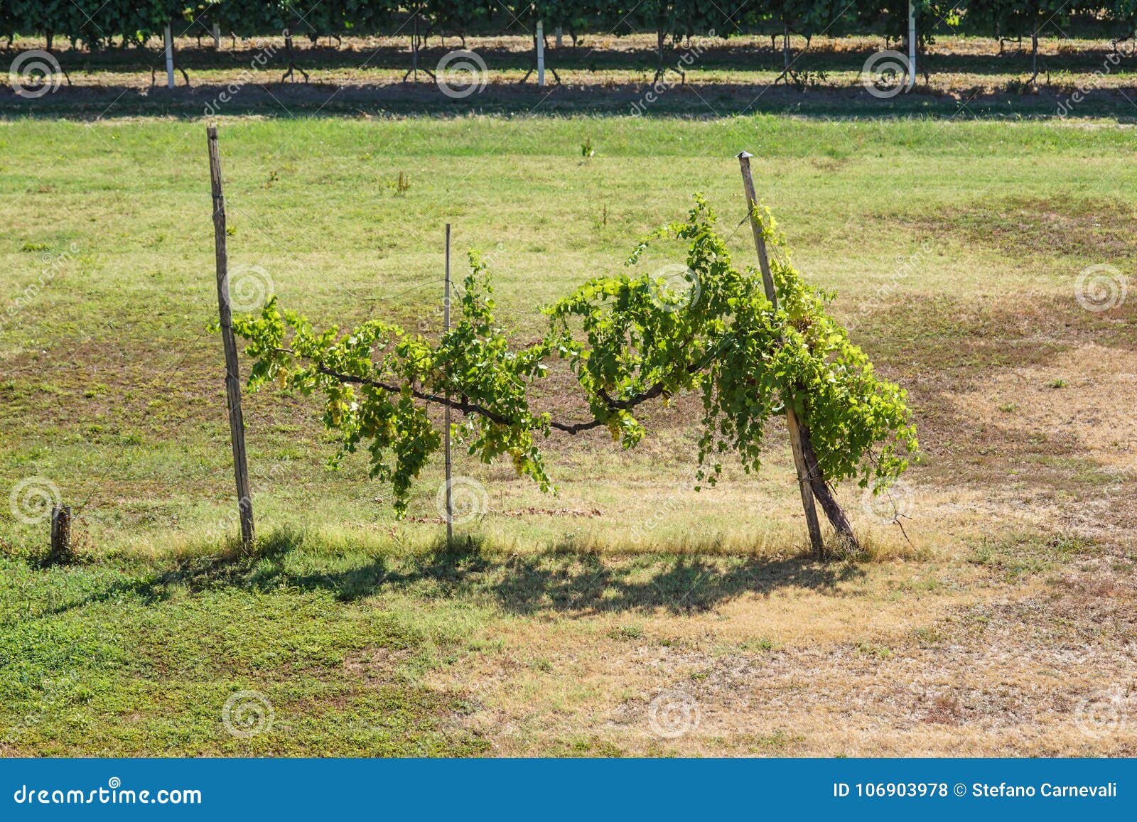 Rows of Autumnal Vines with a Single Plant Stock Photo - Image of plant ...