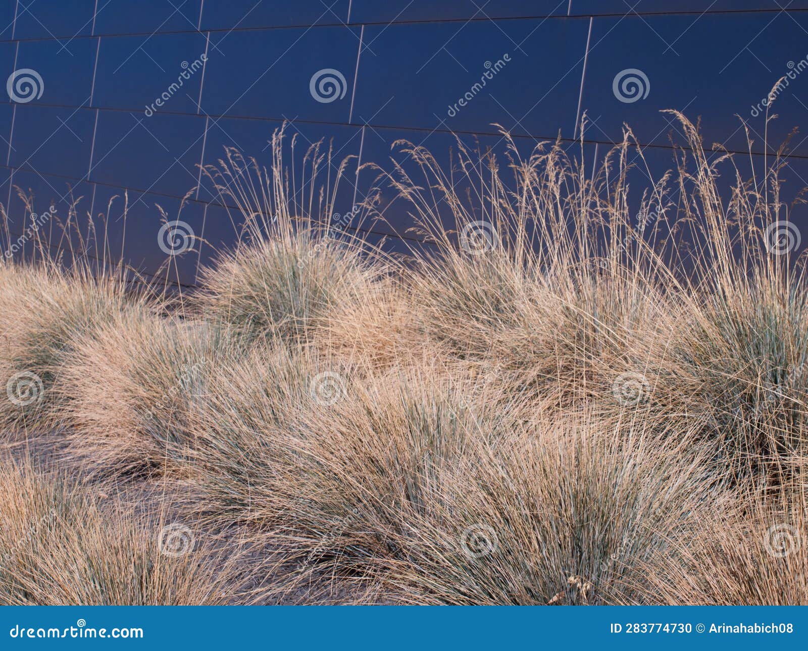Ornamental grass stock photo. Image of garden, grass - 283774730