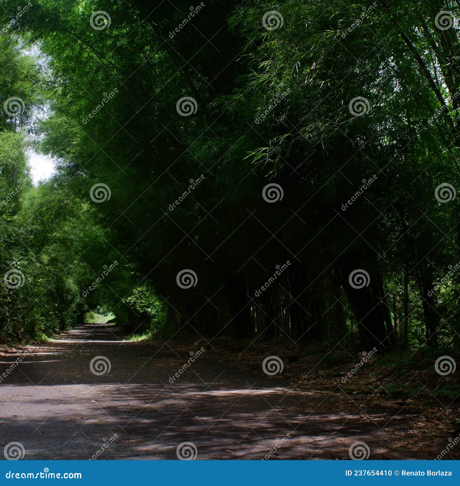 Rows of Bamboo Trees Along Both Sides of a Rough Road in a Rural ...