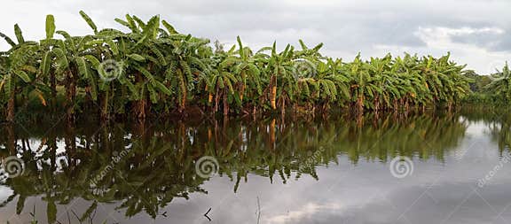 Rows of Banana Fruit Trees with an Agricultural Combination Stock Image ...