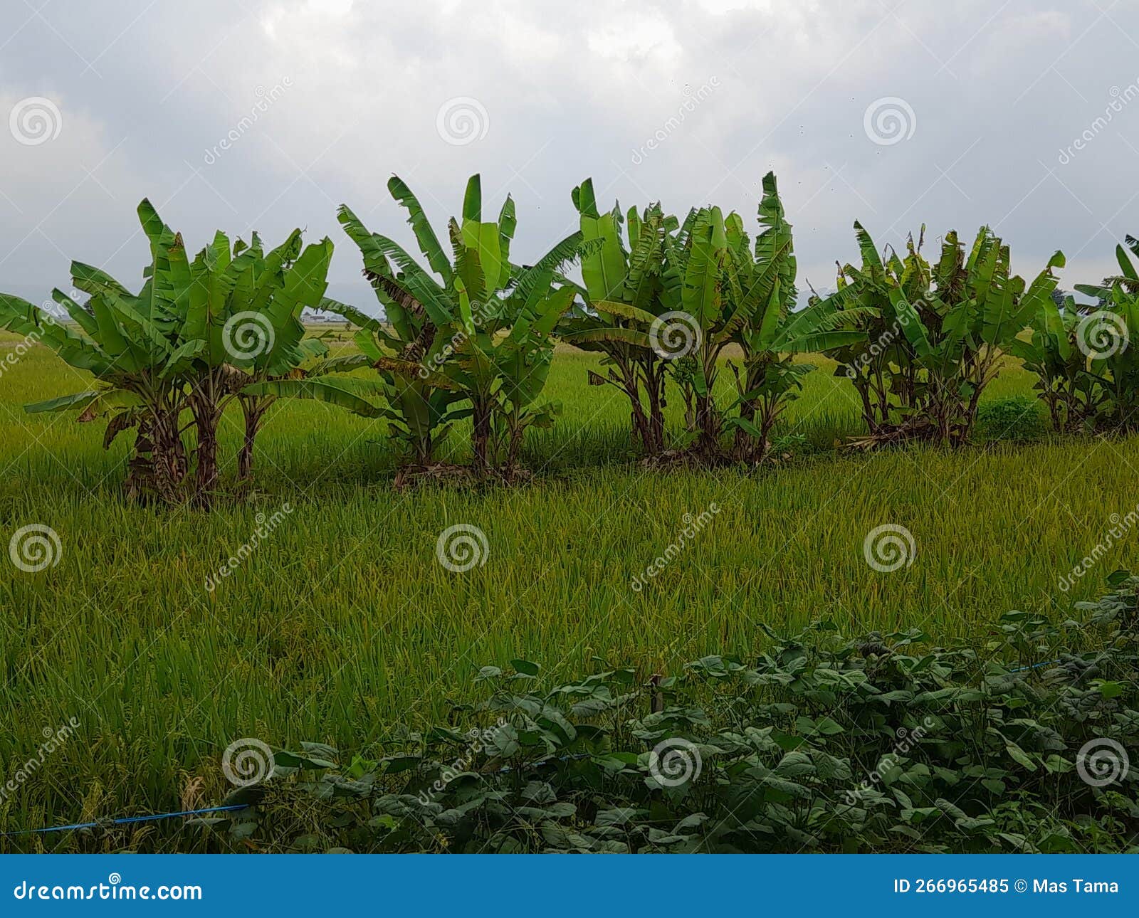 Rows of Banana Trees in the Rice Field in the Afternoon Stock Image ...