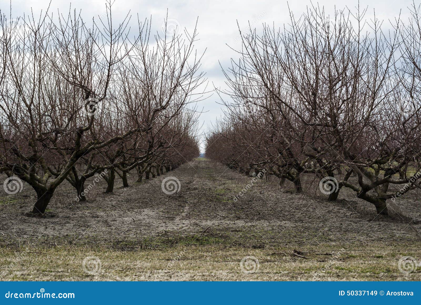 Rows of Bare Trees in Winter Peach Orchard Stock Image - Image of ...