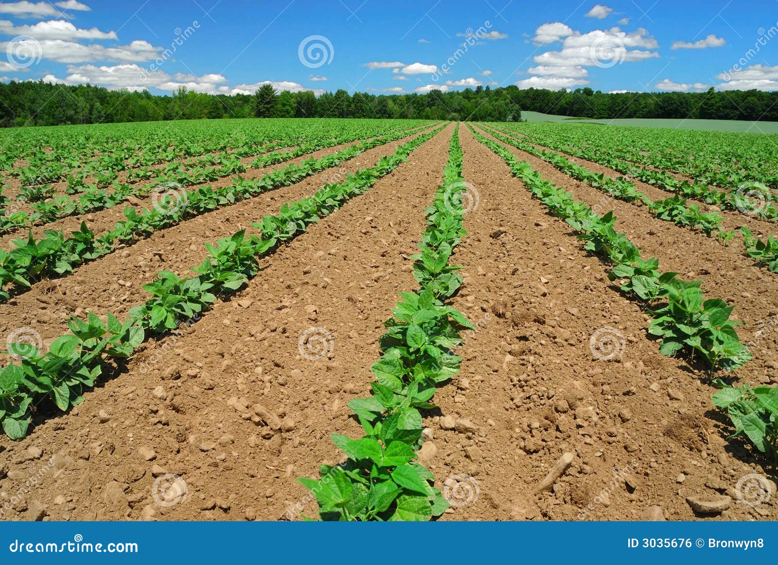 Rows of beans stock photo. Image of copy, blue, space - 3035676