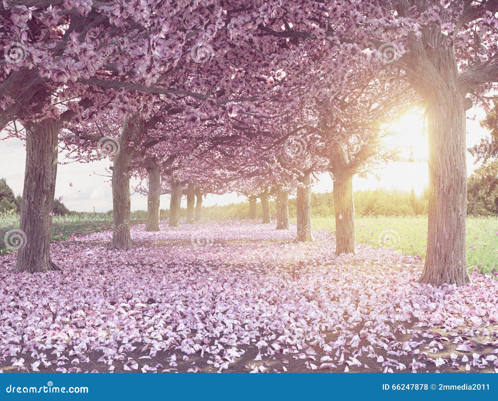 Rows of Beautifully Blossoming Cherry Trees Stock Photo - Image of ...