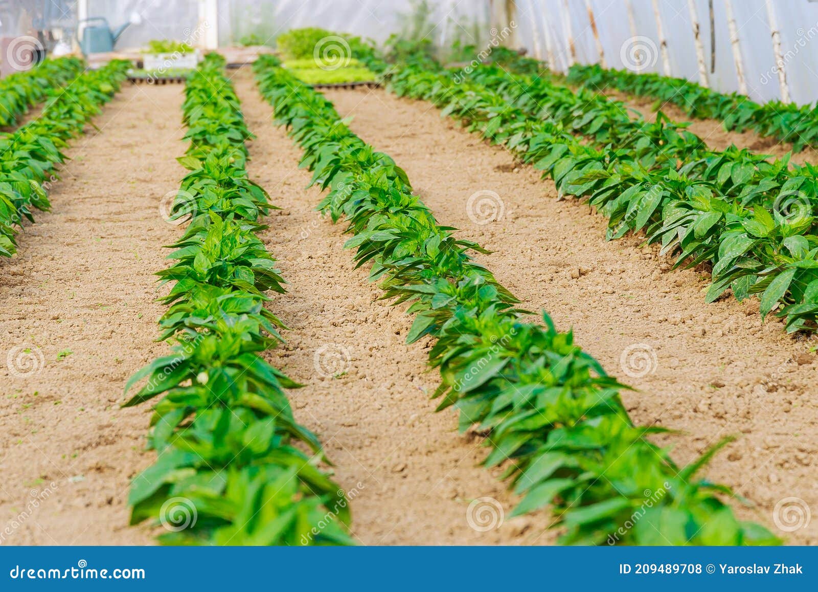 Rows of Bell Pepper Seedlings in a Greenhouse Stock Photo - Image of ...