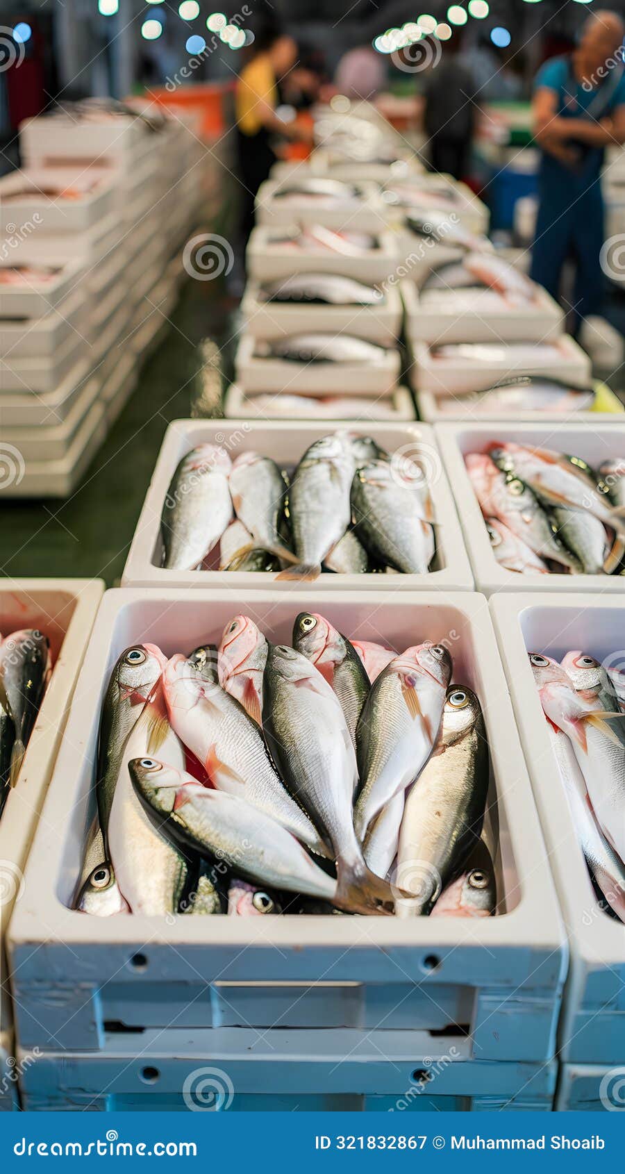 Rows of Bins Display Fresh Silver Fish in a Bustling Market Setting ...