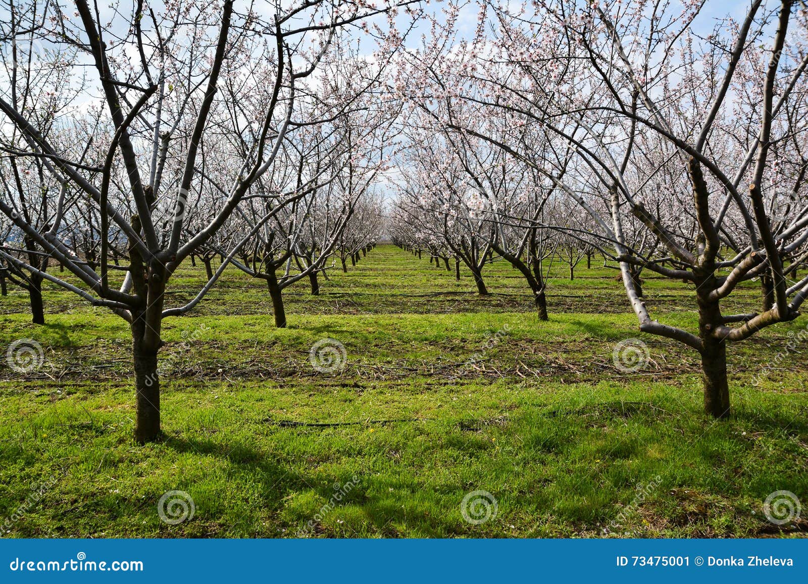 Rows of Blooming Almond Trees in an Orchard Stock Image - Image of ...