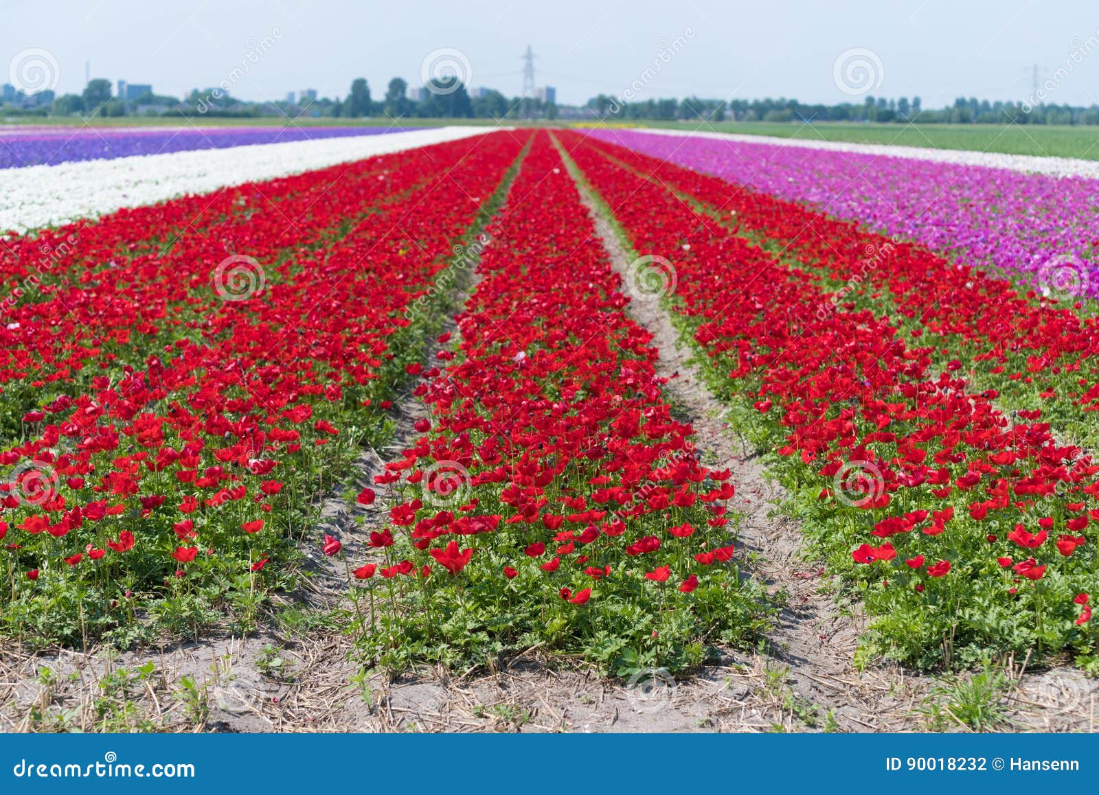 Rows of blooming flowers stock photo. Image of landscape - 90018232