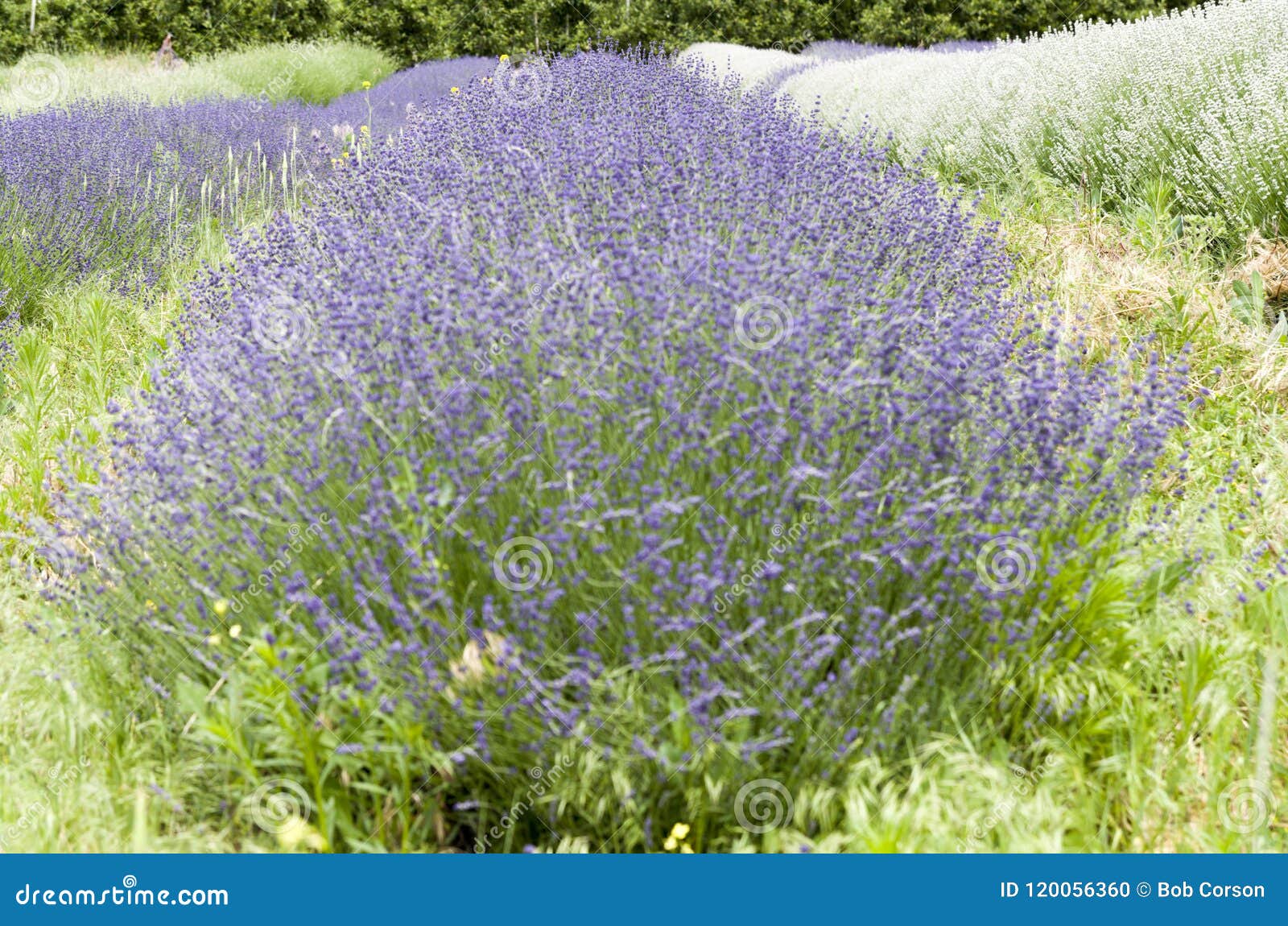 Deep Purple Lavender Plants Stock Photo - Image of plants, horticulture ...
