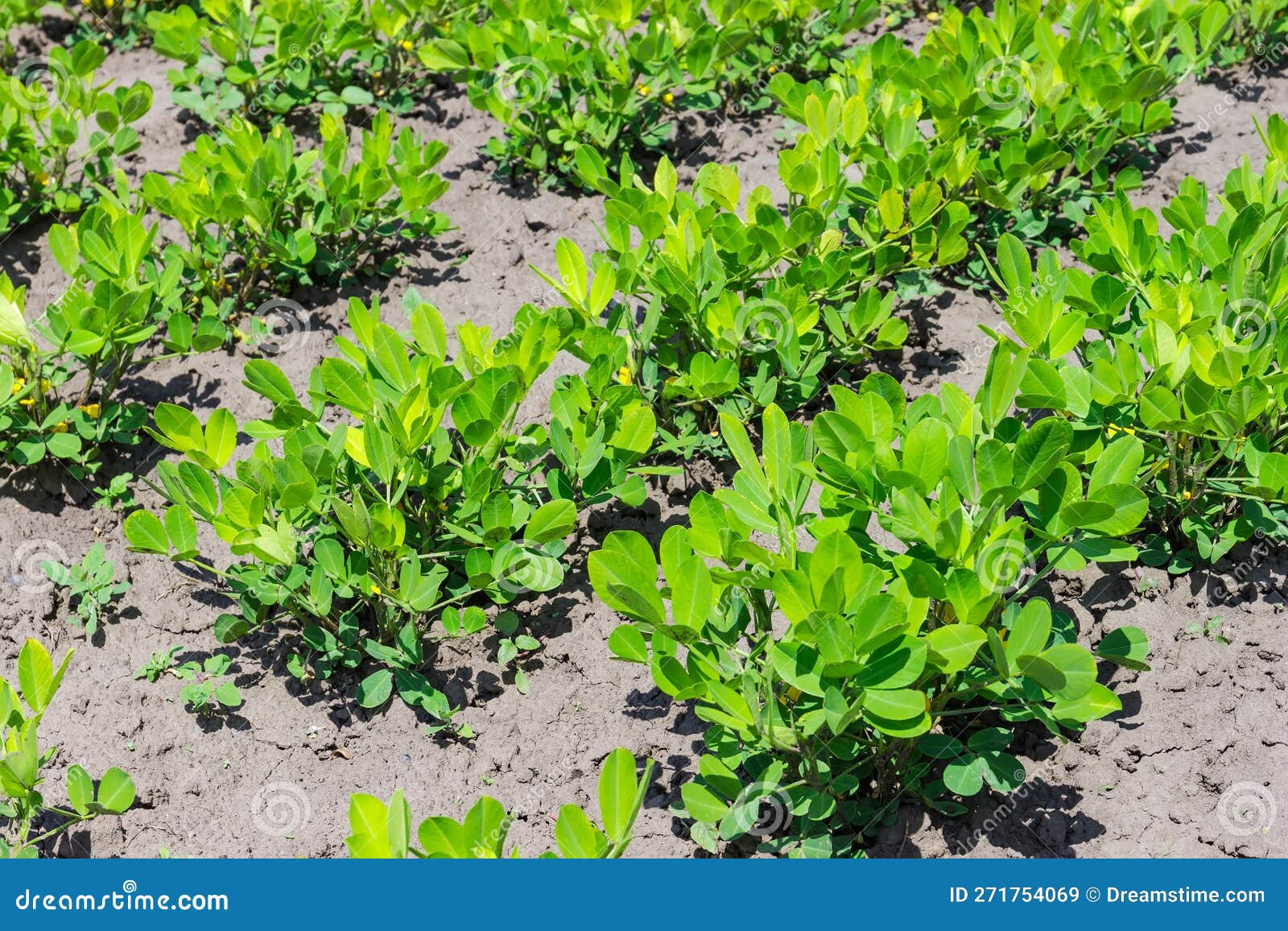 Rows of Blooming Peanut Plants on Field in Sunny Weather Stock Image ...