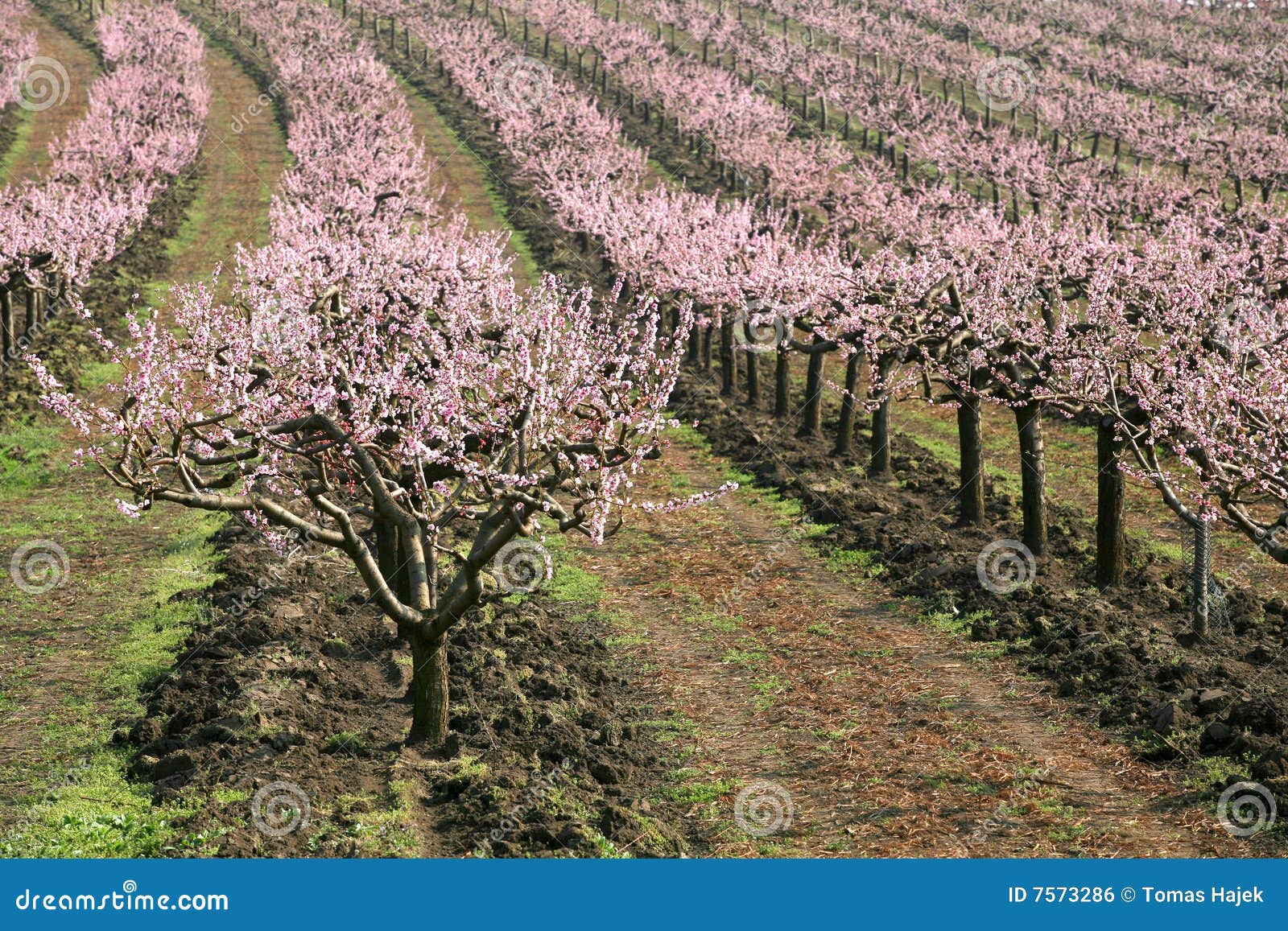 Rows of blooming trees stock photo. Image of landscape - 7573286