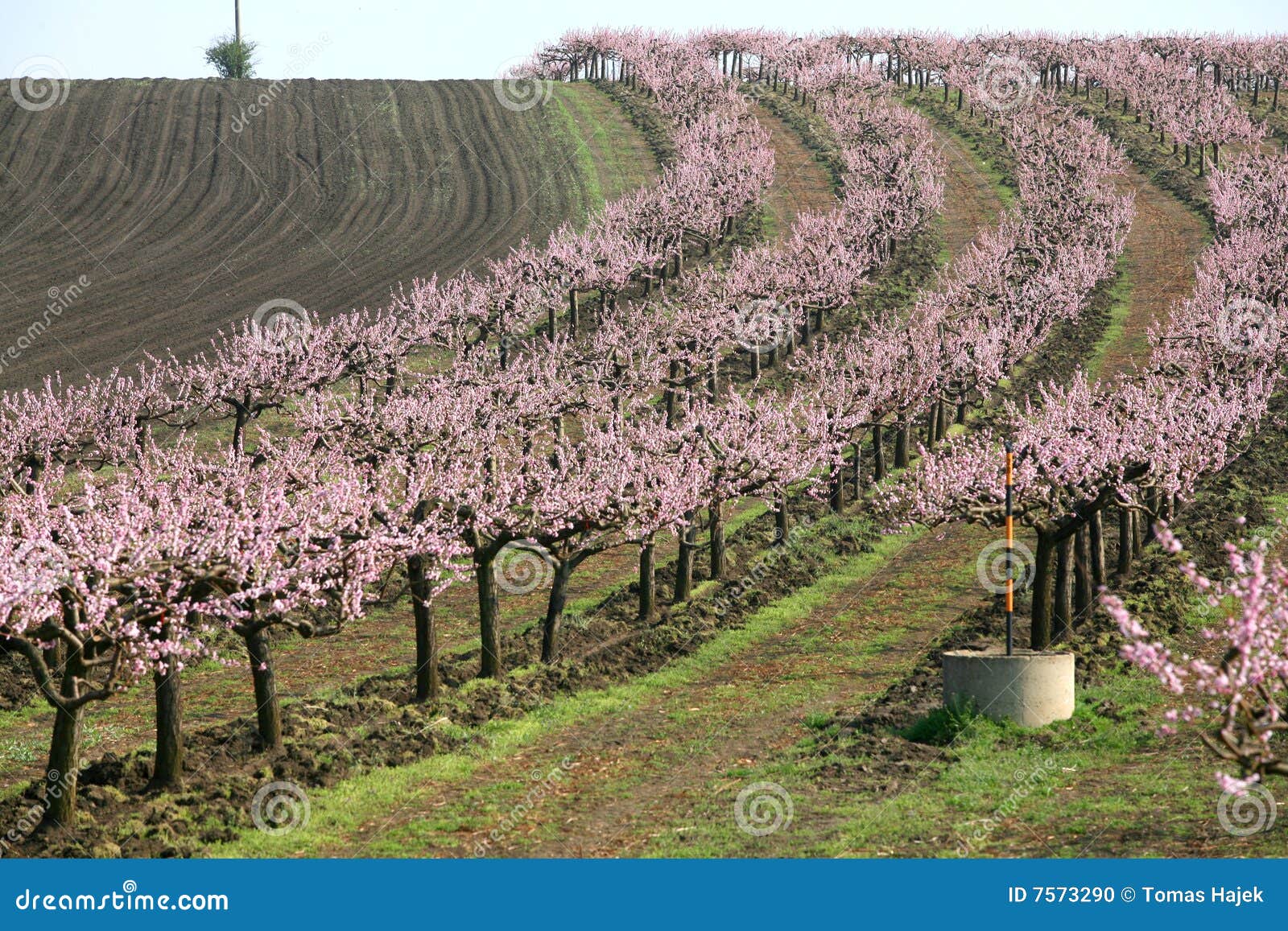 Rows of blooming trees stock photo. Image of flower, country - 7573290