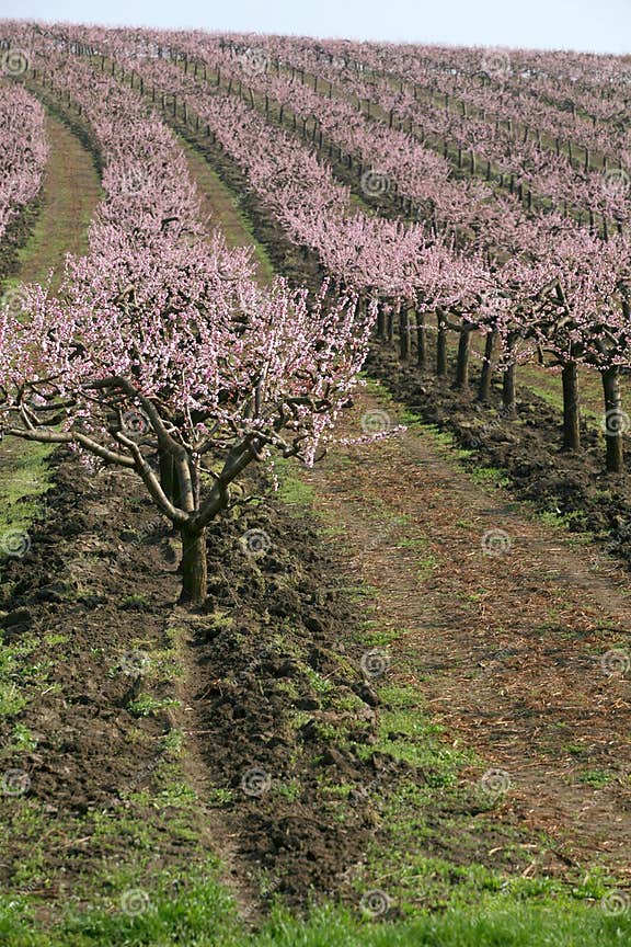 Rows of blooming trees stock image. Image of orchard, blooming - 7573293