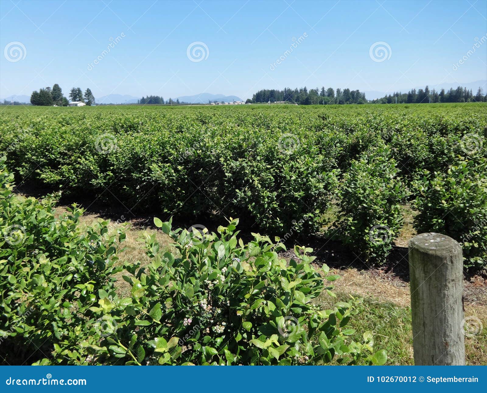 Blueberry field in summer stock photo. Image of countryside - 102670012