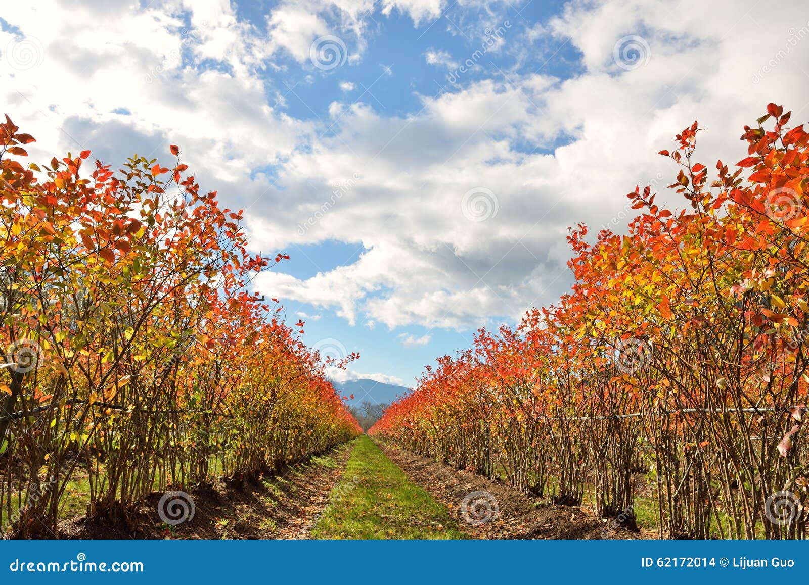 Rows of Blueberry Bushes in Fall Color Stock Photo - Image of field ...