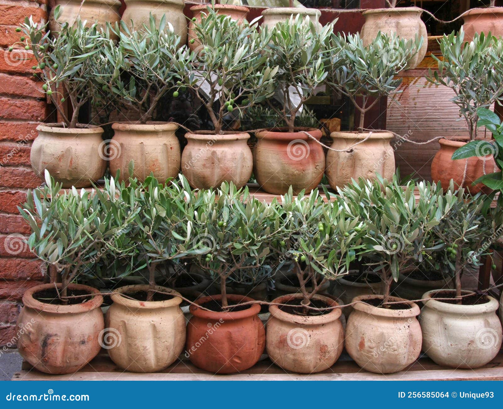 Rows of Bonsai Olive Trees in Clay Pots Stock Photo - Image of bonzai ...