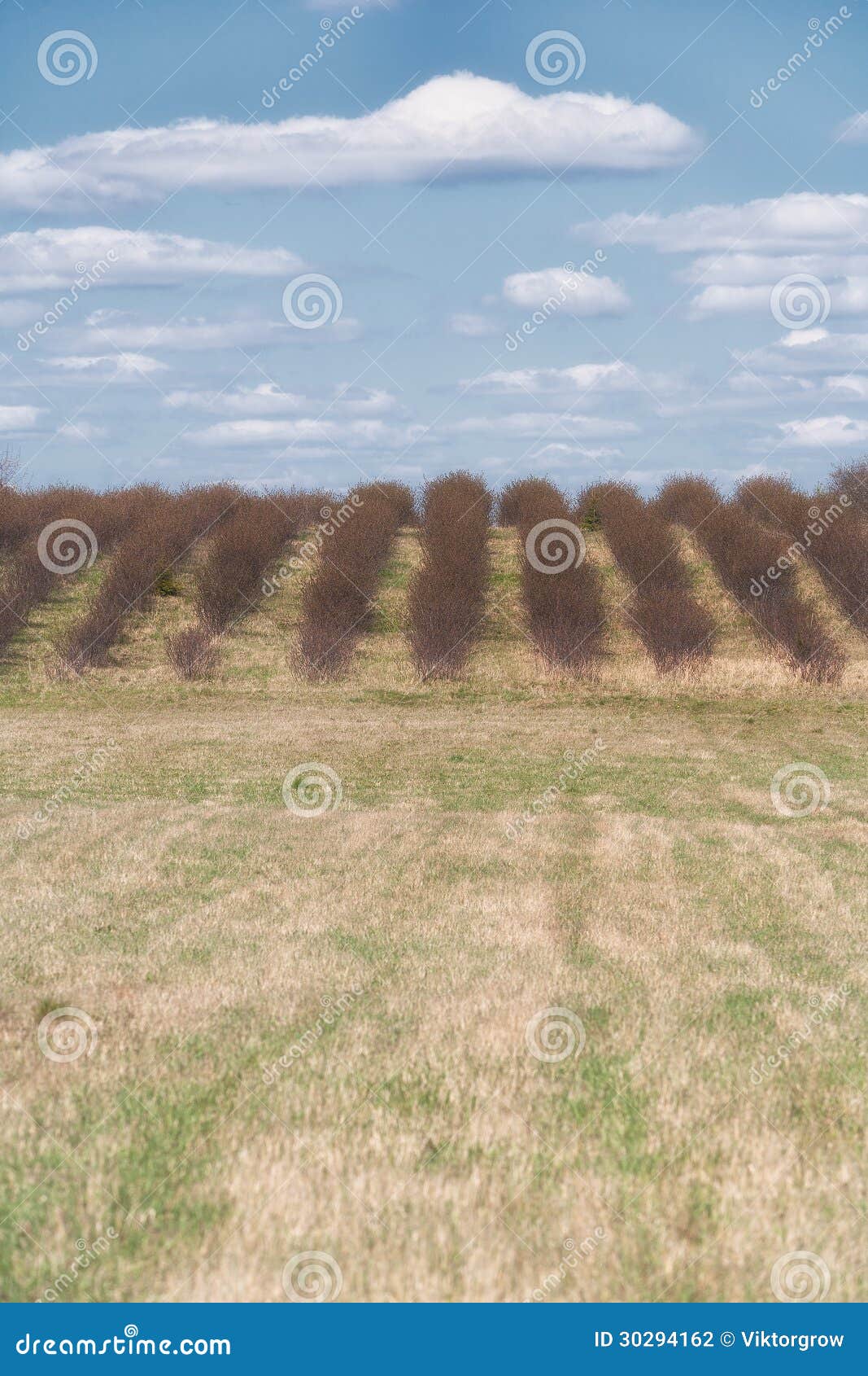 Rows of bushes on the hill stock photo. Image of outdoor - 30294162