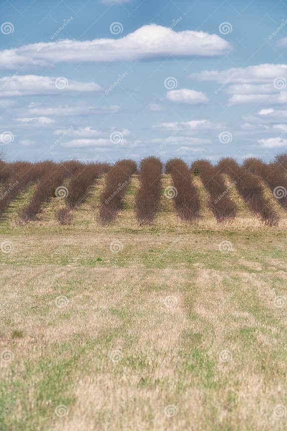 Rows of bushes on the hill stock photo. Image of outdoor - 30294162