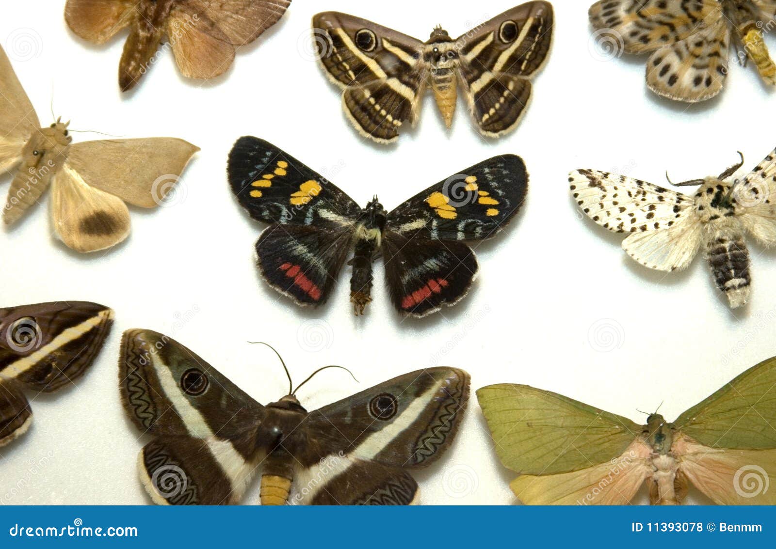 Rows of butterflies stock photo. Image of color, butterfly - 11393078